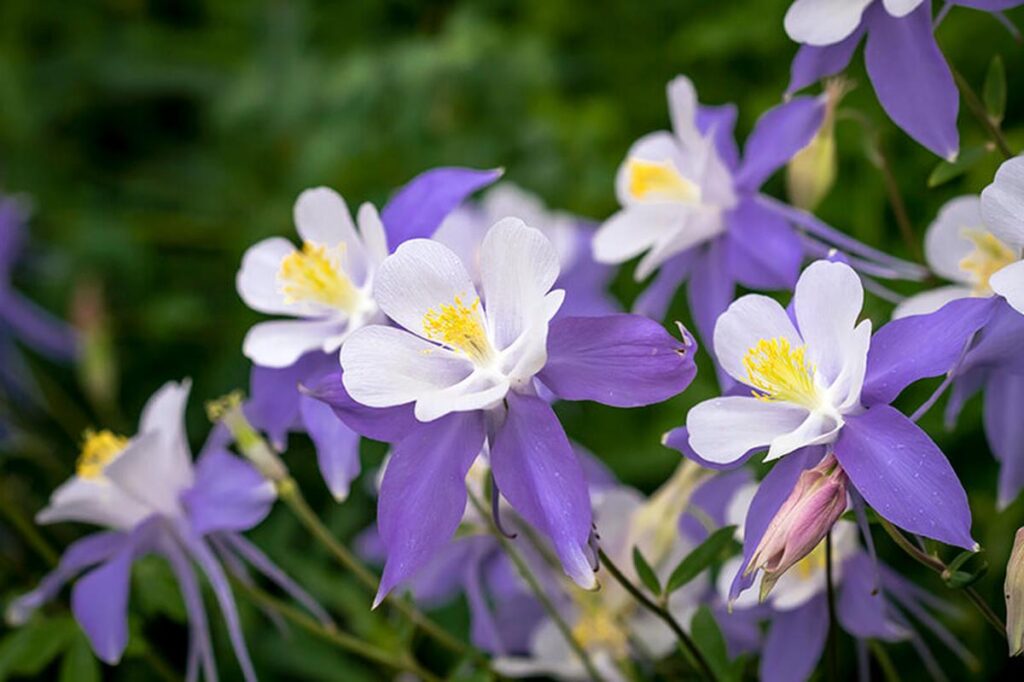 27 Cute Flowers to Lift Your Garden's Spirit