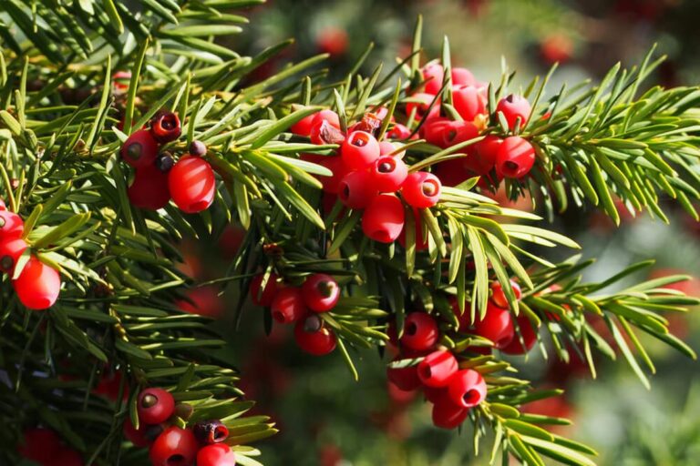23 Shade-Loving Evergreens for Low-Light Gardens