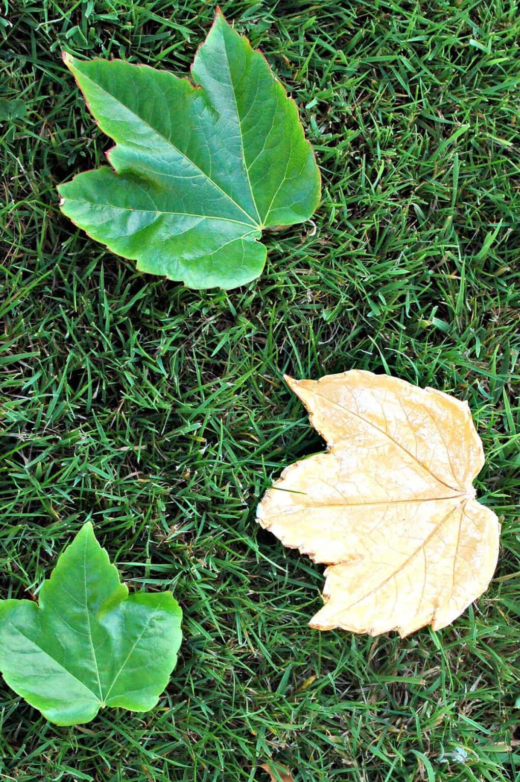 23 Creative DIY Leaf Art Projects to Showcase Your Collection