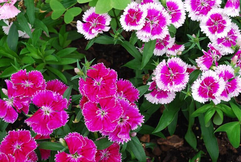 27 Cute Flowers to Lift Your Garden's Spirit