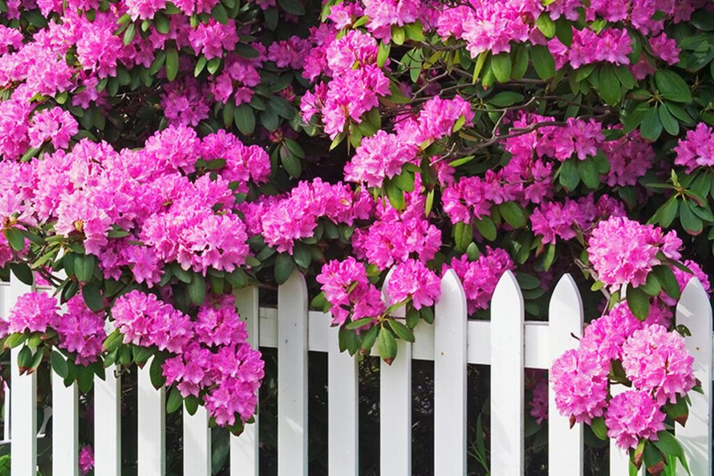 27 Cute Flowers to Lift Your Garden's Spirit