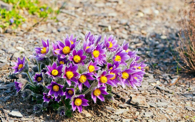 27 Festive Easter Flowers to Brighten Your Garden for the Holiday