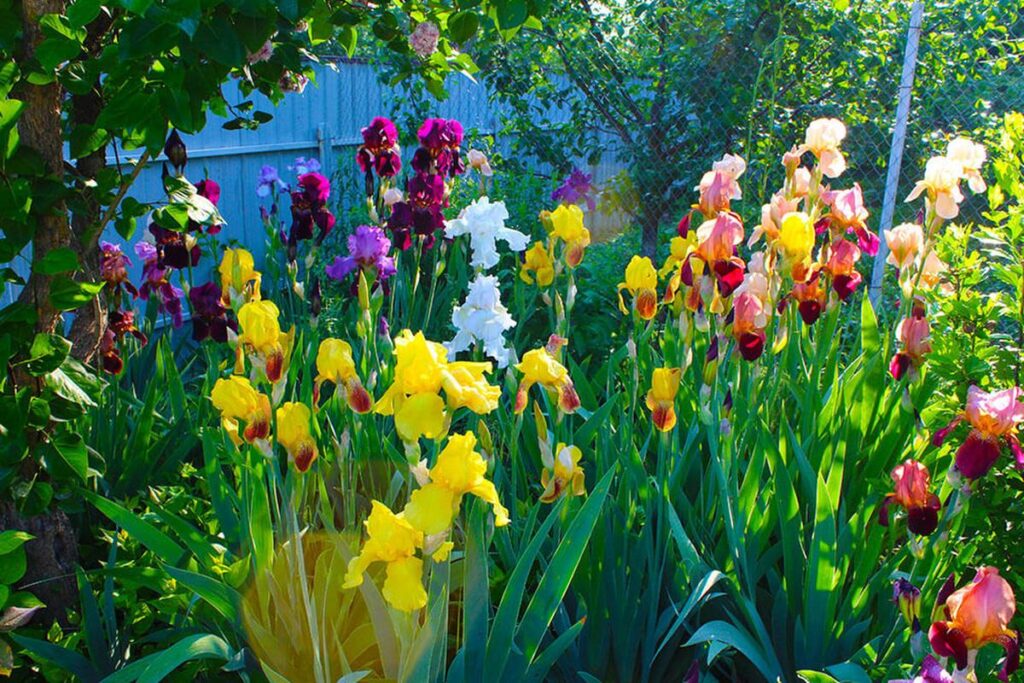 26 Gorgeous Deer-Resistant Perennials You’ll Love