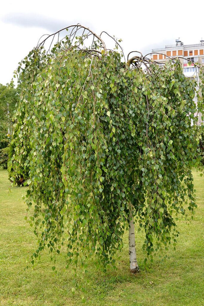 11 Stunning Birch Tree Varieties for Your Landscape