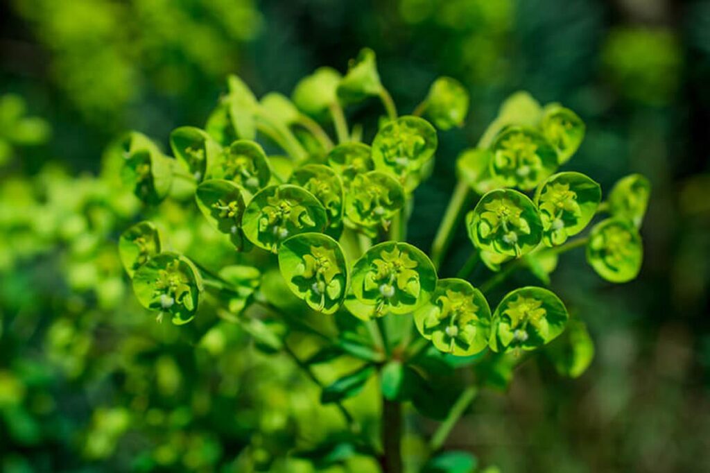 22 Stunning Types of Green Flowers for a Unique Garden