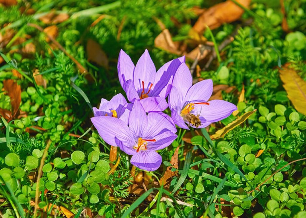 27 Unique Bulb Flowers for Standout Gardens