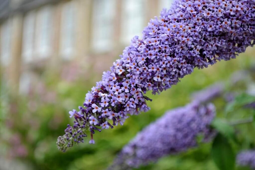 27 Charming Small-Flowered Plants to Brighten Your Garden