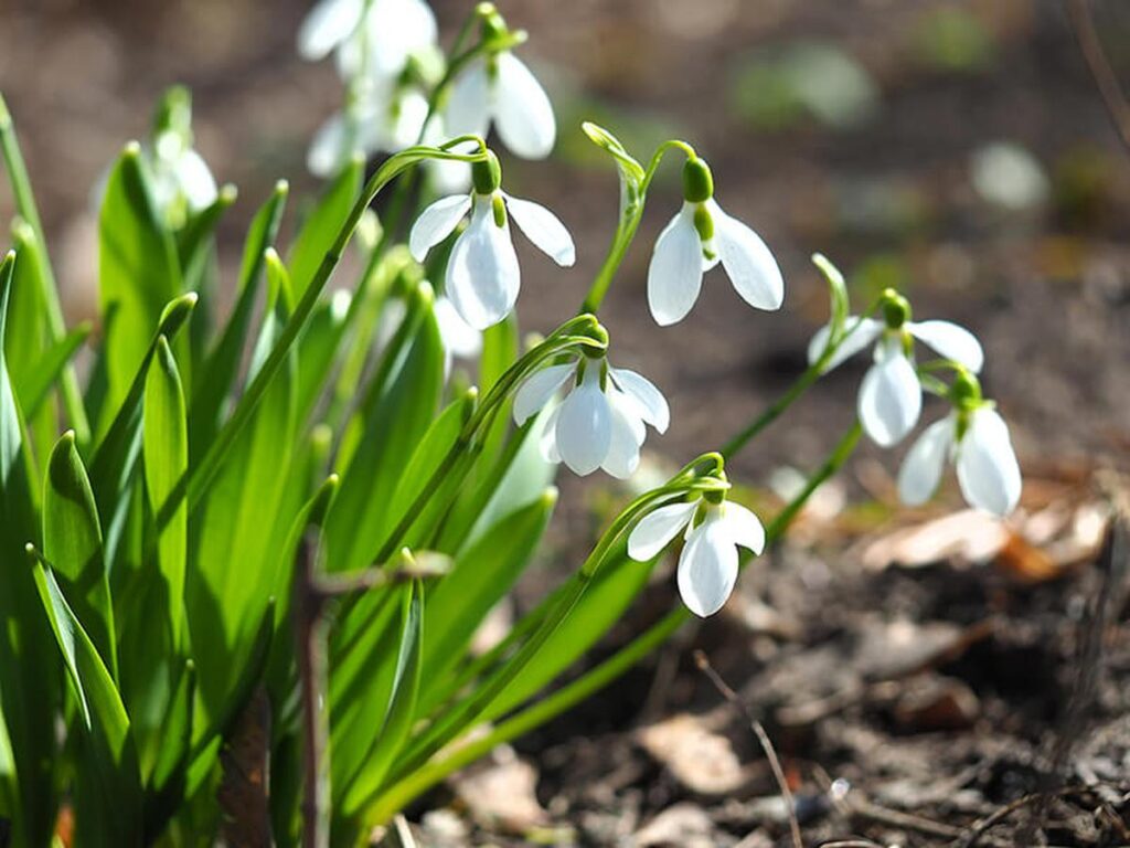 27 Best Winter Flowers for a Seasonal Sanctuary