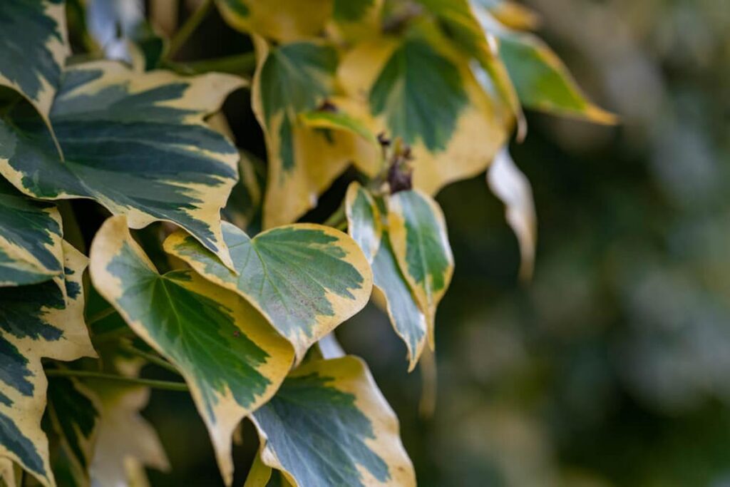 16 Amazing Types of Ivy to Adorn Your Living Spaces