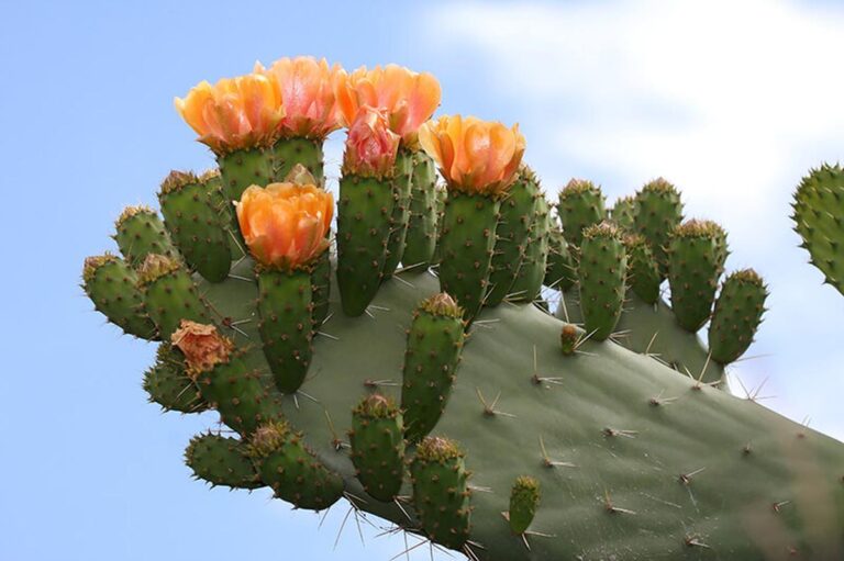 27 Vibrant Mexican Flowers for a Lively Garden
