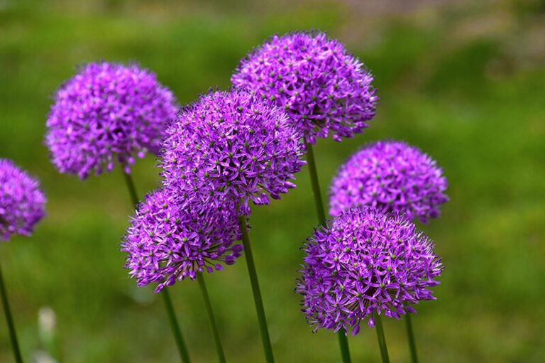 27 Unique Bulb Flowers for Standout Gardens