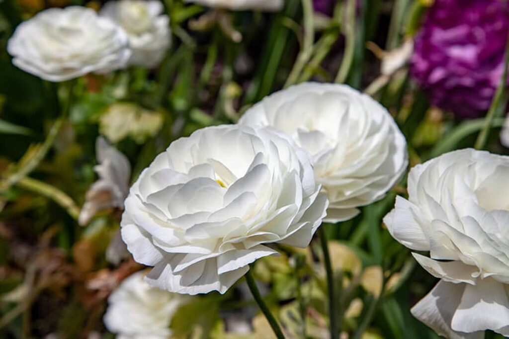 27 Gorgeous White Flowers to Add Elegance to Your Garden