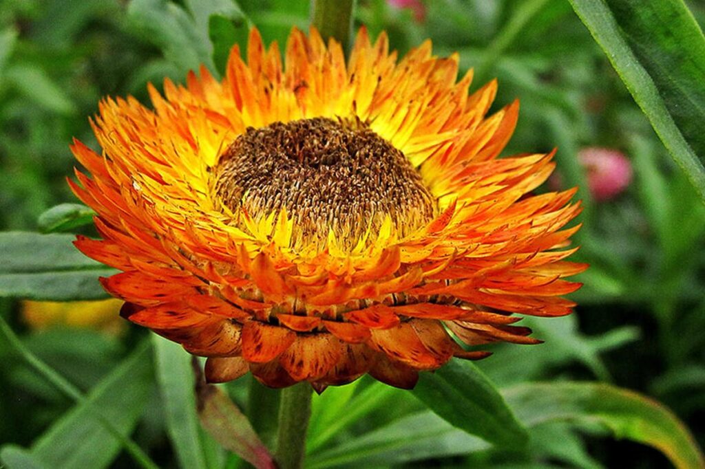 Top 27 Summer Flowers for a Colorful Display