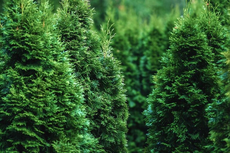 13 Best Cedar Trees to Enhance Your Outdoor Space
