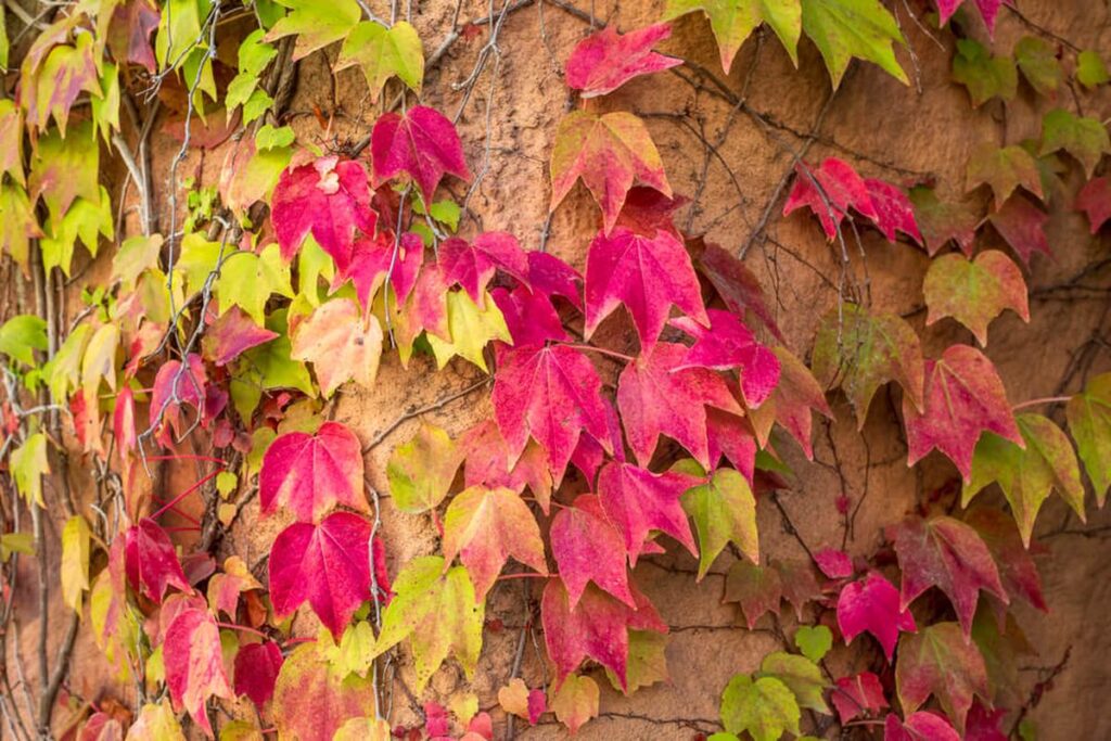 16 Amazing Types of Ivy to Adorn Your Living Spaces