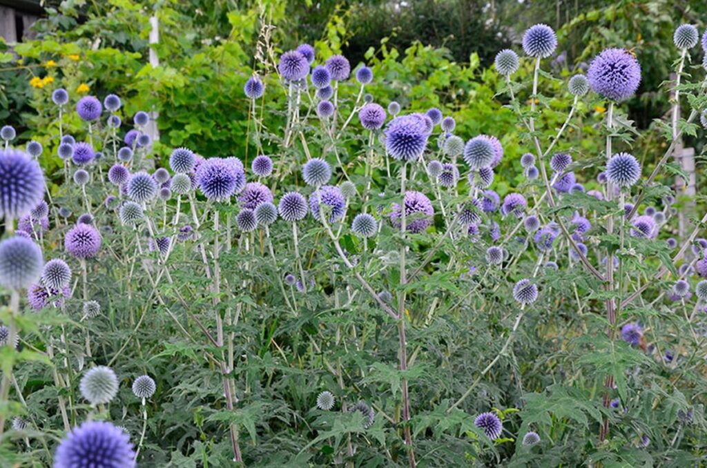 27 Enchanting Blue Flowers to Add Elegance and Charm to Your Garden