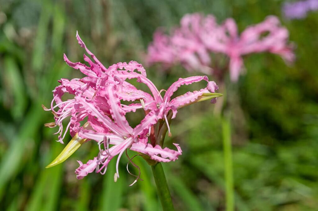 27 Unique Bulb Flowers for Standout Gardens