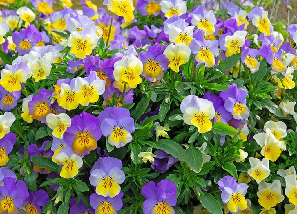 27 Gorgeous Colorful Flowers to Create a Vibrant Garden
