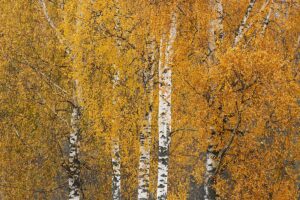 11 Stunning Birch Tree Varieties for Your Landscape
