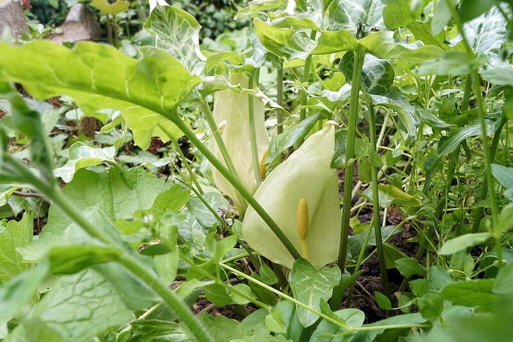 22 Stunning Types of Green Flowers for a Unique Garden