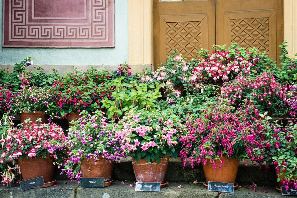 18 Shade-Loving Potted Plants to Illuminate Your Garden