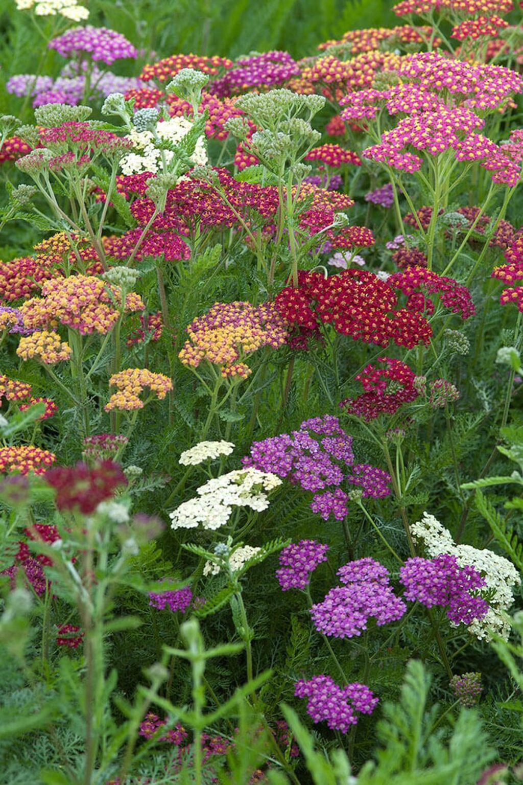 26 Gorgeous Deer-Resistant Perennials You’ll Love