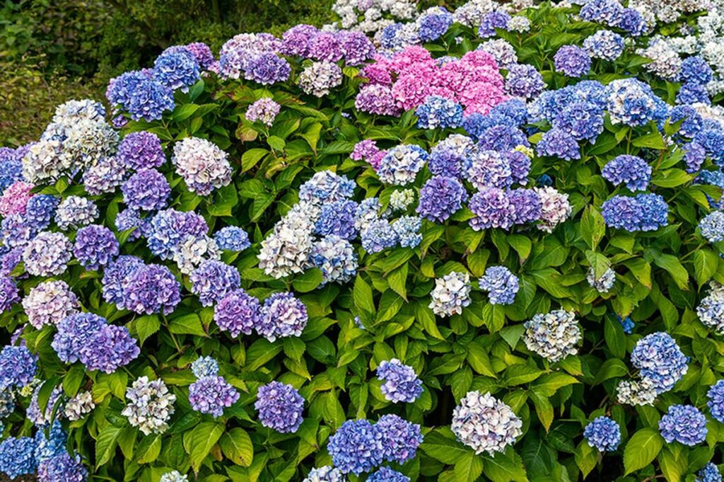 27 Radiant Rainbow Flowers to Brighten Your Garden