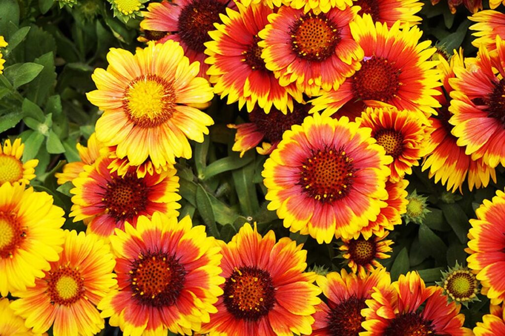 27 Gorgeous Colorful Flowers to Create a Vibrant Garden