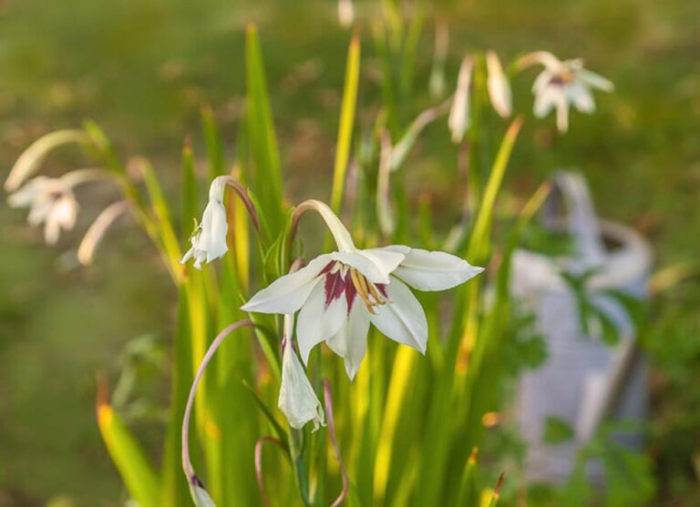 27 Unique Bulb Flowers for Standout Gardens