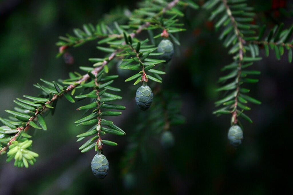 28 Top Types of Evergreen Trees