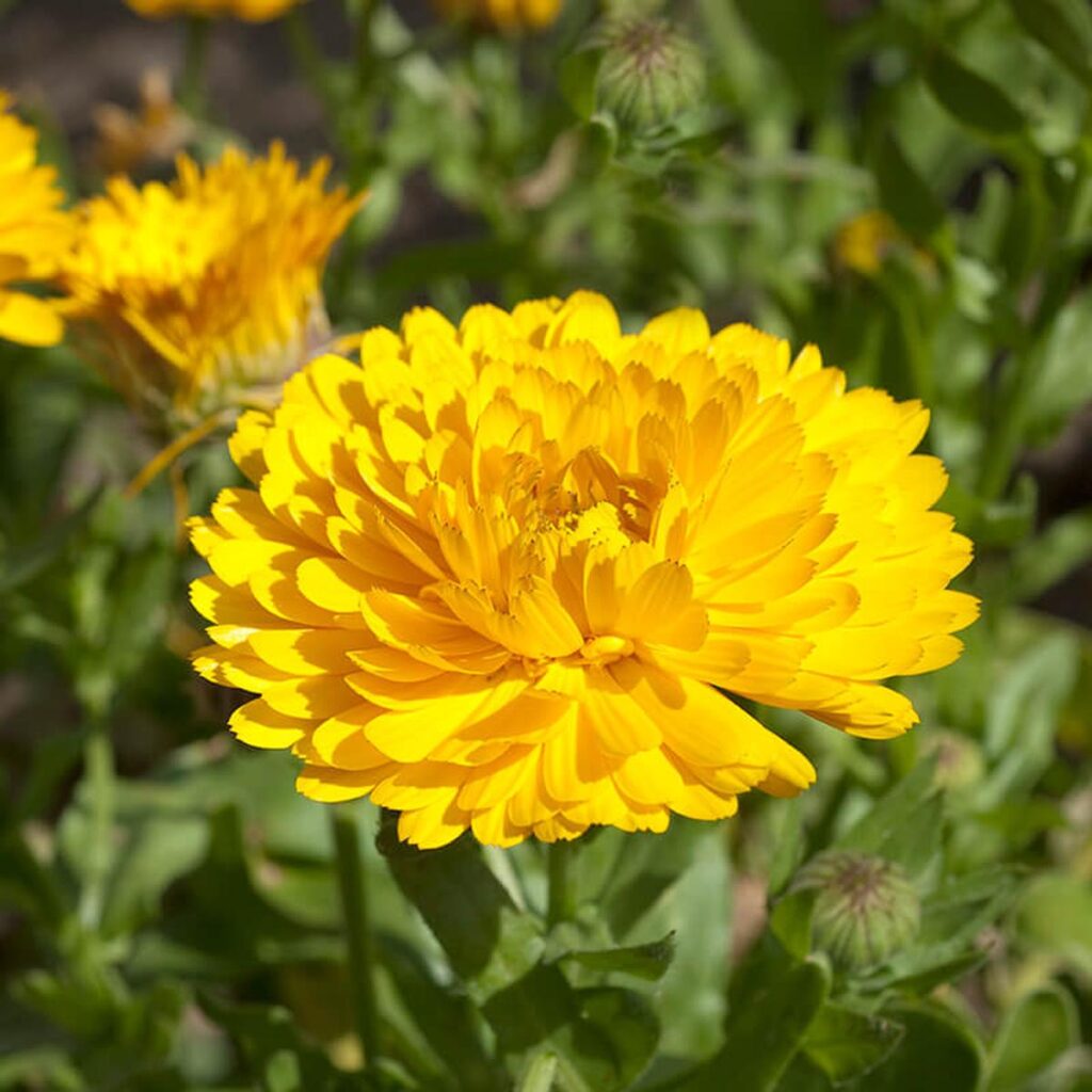 27 Cute Flowers to Lift Your Garden's Spirit