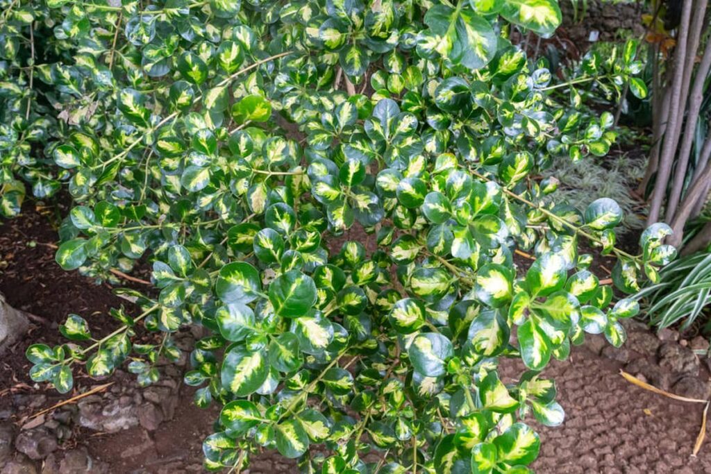 23 Shade-Loving Evergreens for Low-Light Gardens