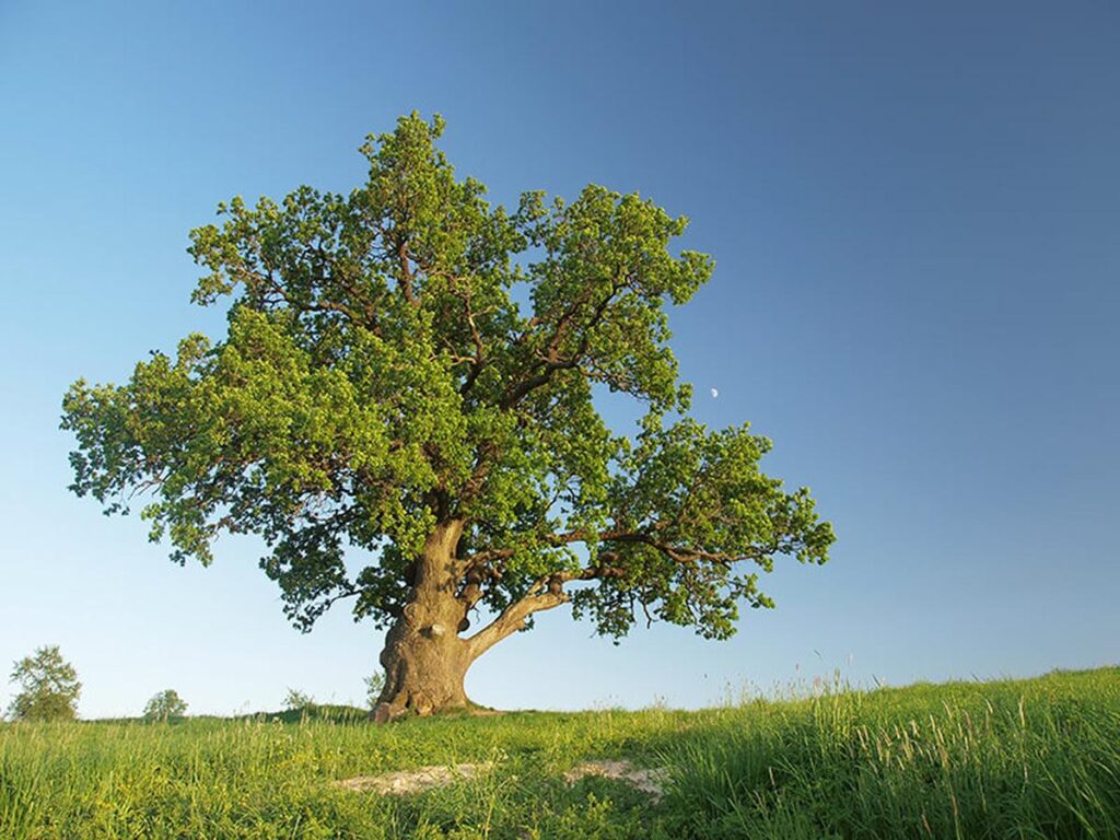 27 Magnificent Types of Oak Trees for a Majestic Landscape
