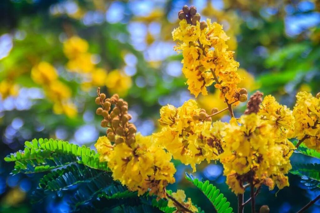 21 Eye-Catching Yellow Flowered Trees for Your Yard