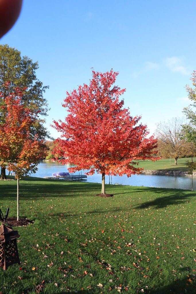 25 Top Maple Varieties for Stunning Fall Colors