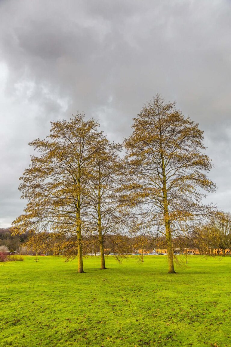 12 Top Types of Alder Trees for Classic Gardens