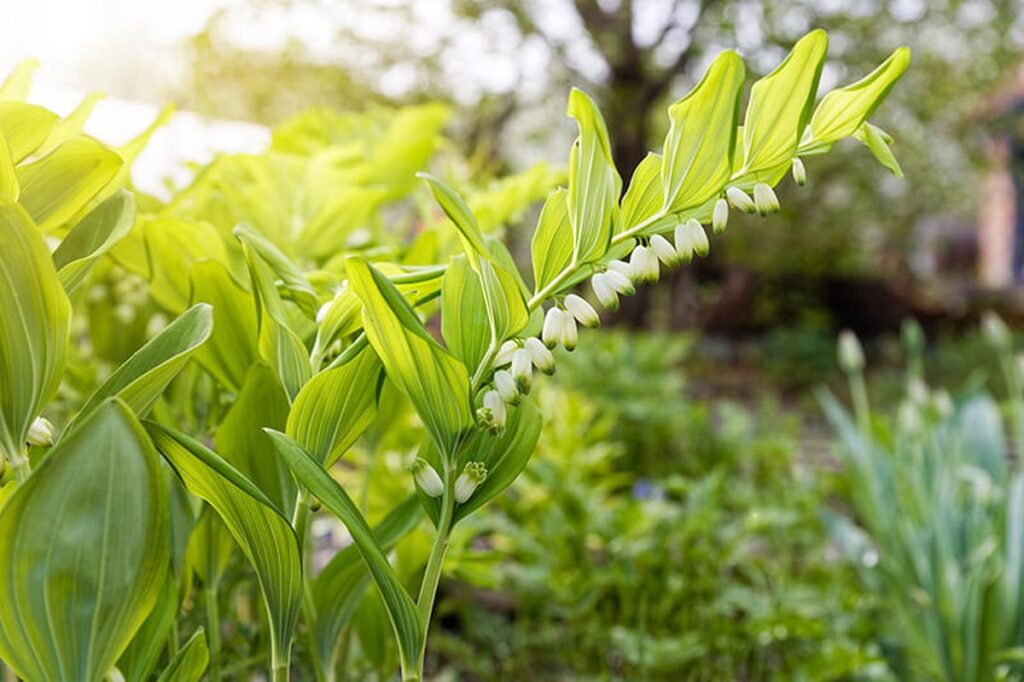 22 Stunning Types of Green Flowers for a Unique Garden
