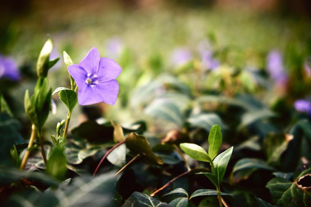 27 Charming Small-Flowered Plants to Brighten Your Garden