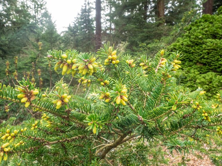 28 Top Types of Evergreen Trees