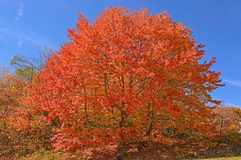 25 Top Maple Varieties for Stunning Fall Colors
