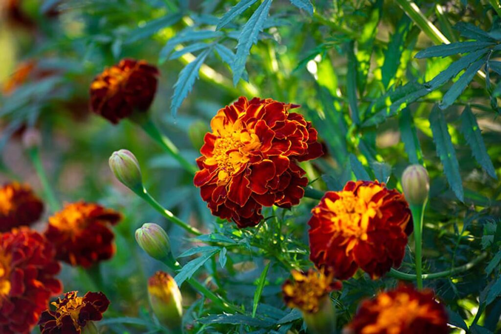 25 Eye-Catching Red Flowers to Brighten Your Garden