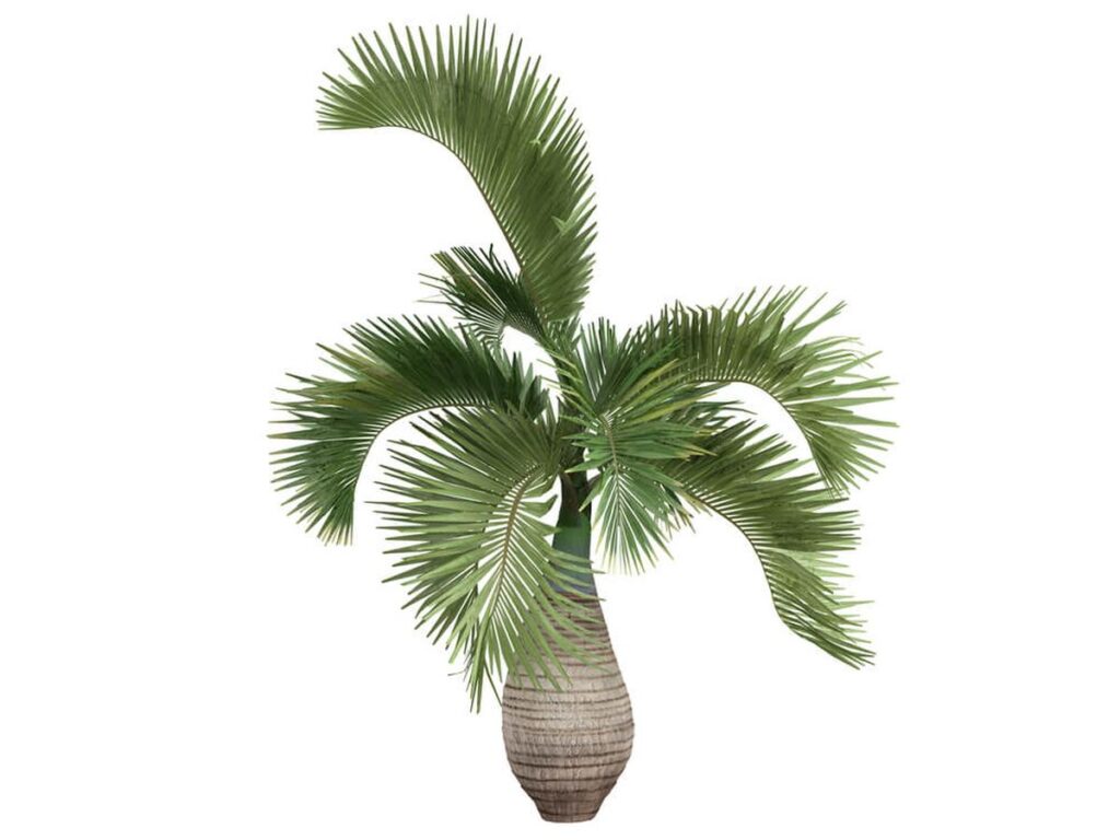 40 Types of Palm Trees for a Lush Tropical Ambiance