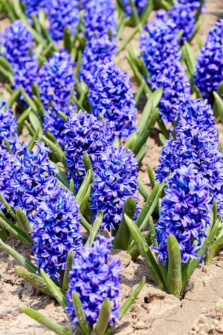 27 Enchanting Blue Flowers to Add Elegance and Charm to Your Garden