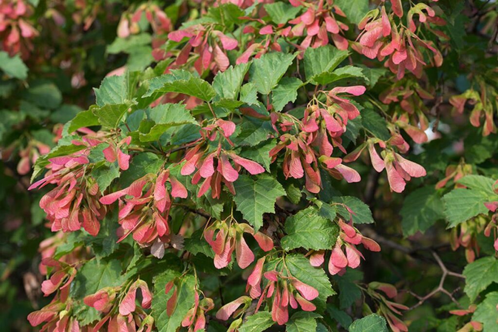 25 Top Maple Varieties for Stunning Fall Colors
