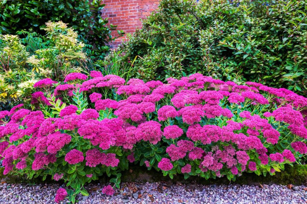 27 Charming Small-Flowered Plants to Brighten Your Garden
