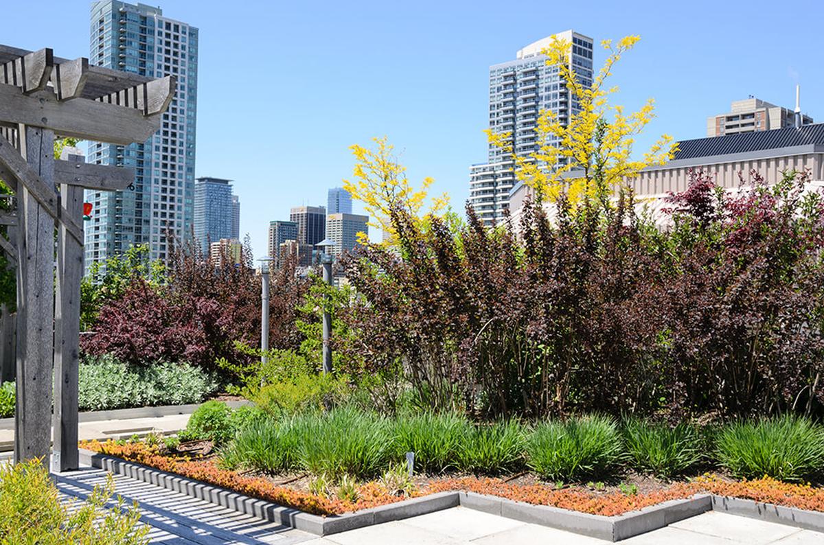 Unique Green Roof Plants That Thrive Anywhere