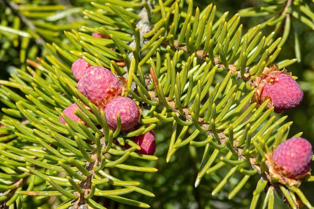 14 Amazing Spruce Tree Varieties for Every Garden Style