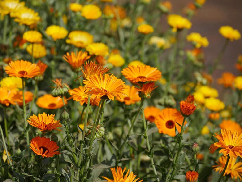27 Cute Flowers to Lift Your Garden's Spirit