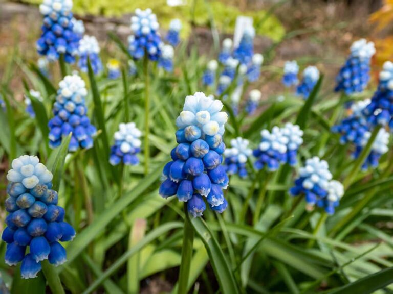 27 Unique Bulb Flowers for Standout Gardens
