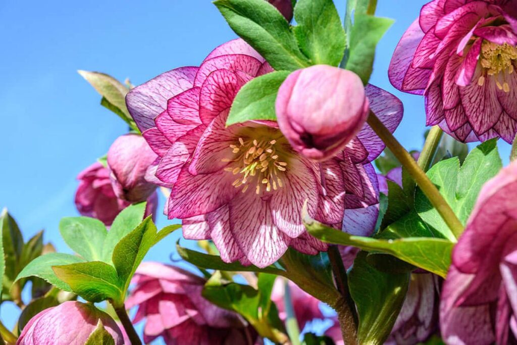 18 Shade-Loving Potted Plants to Illuminate Your Garden